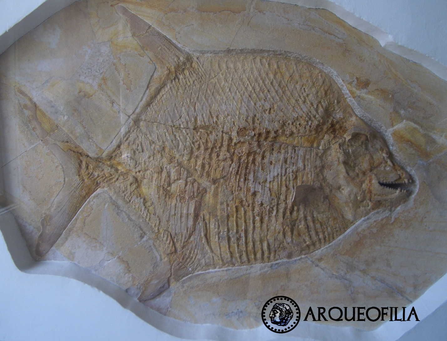 MUSEO PALEONTOLÓGICO DE MUNICH. LOS FÓSILES DE SOLNHOFEN (y II ...